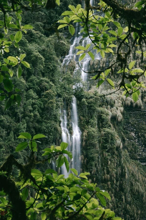 Majestic Waterfall Cascading Down a Lush Green Forest Full of Trees ...