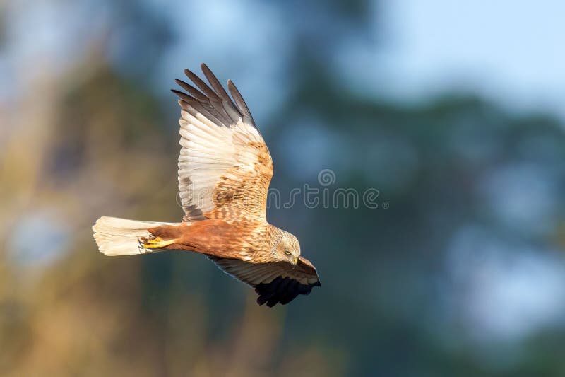 Majestic Western Marsh Harrier Bird Soaring among a Backdrop of Lush ...