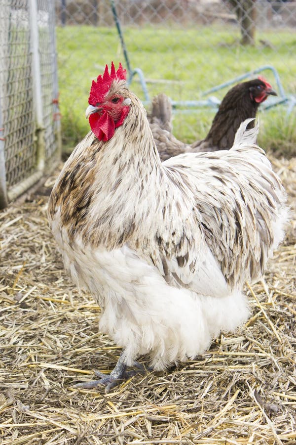 Majestic White Rooster stock photo. Image of white, beautiful - 51385646