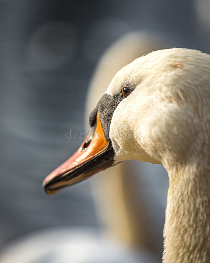 Majestic White Swan with a Unique Yellow Beak. Stock Image - Image of ...