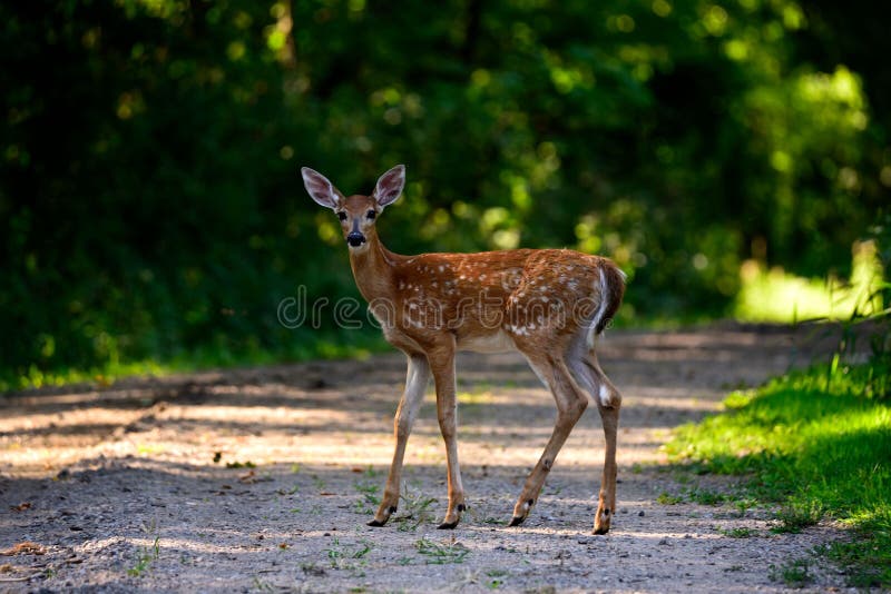 Majestic White-tailed Deer Crossing the Road in an Evergreen Forest ...