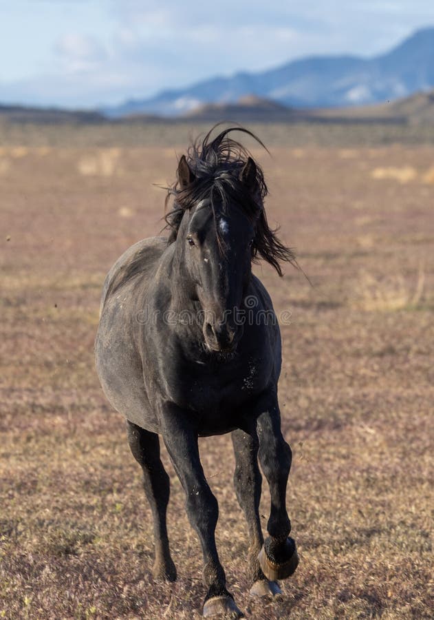 Majestic Wild Horse in Springtime in Utah Stock Photo - Image of horses ...