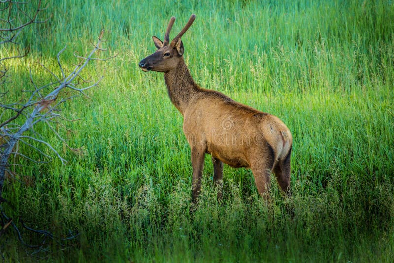 Majestic Young Male Elk in Colorado Stock Image - Image of genus ...