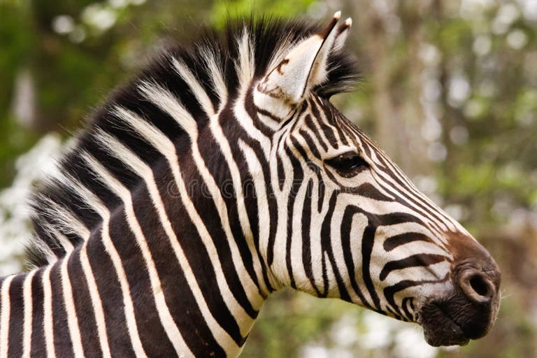 848 Zebra Nose Stock Photos - Free & Royalty-Free Stock Photos from ...
