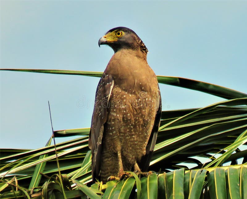 A Majestical Looking Crested Serpent Eagle Reconnoitering, Perched on a ...
