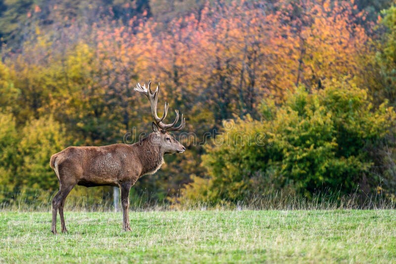 Majestous Stag Stock Photos - Free & Royalty-Free Stock Photos from ...