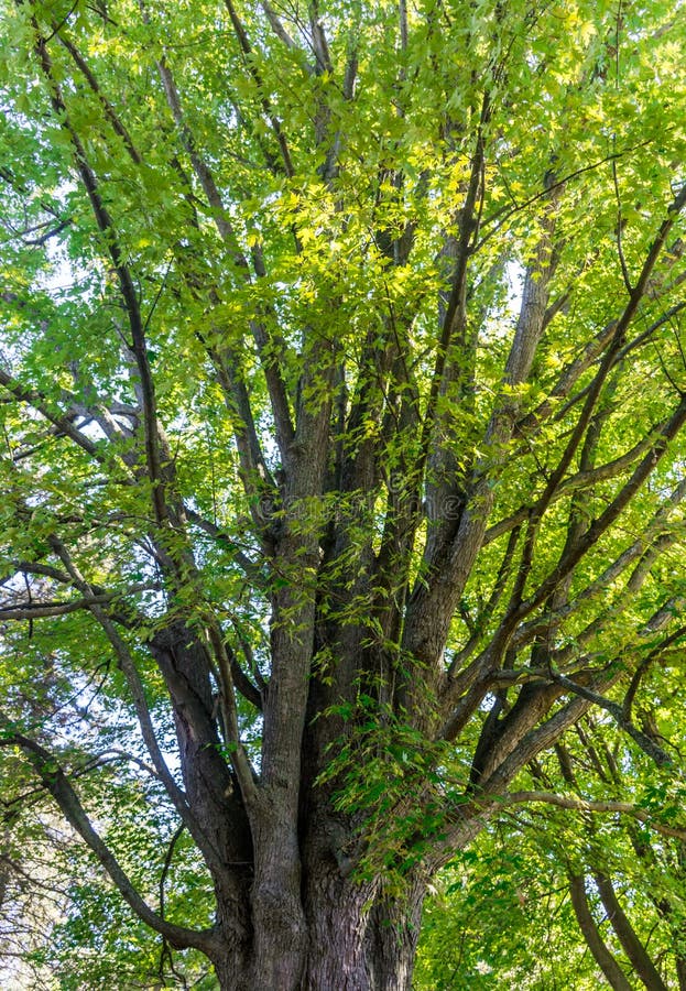 Majestuous Old Maple Tree in Canada Stock Image - Image of summer ...