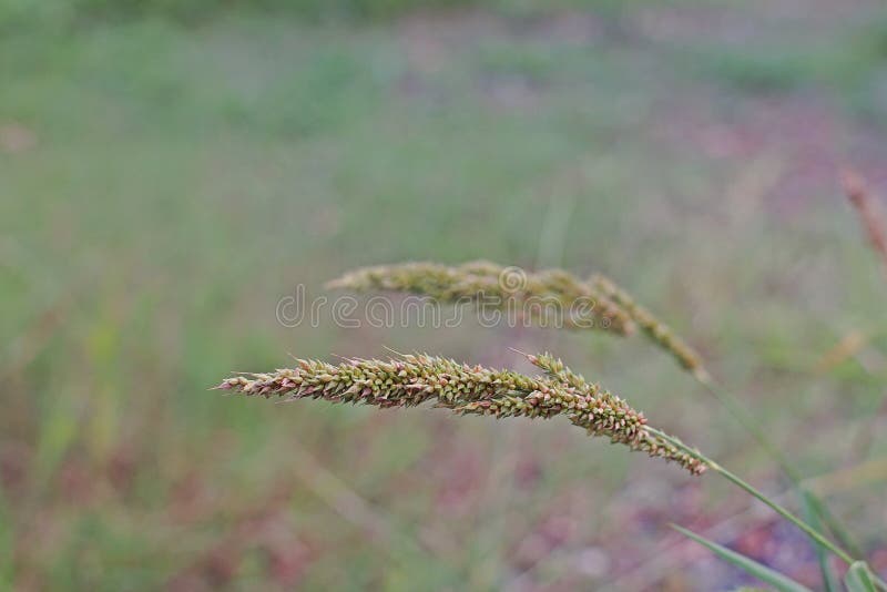 Major grass weed in rice stock photo. Image of echinochloa - 142131210