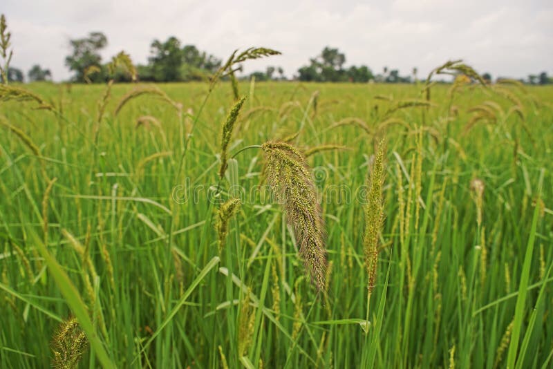 Major Grass Weed in Rice Production Field Stock Image - Image of ...