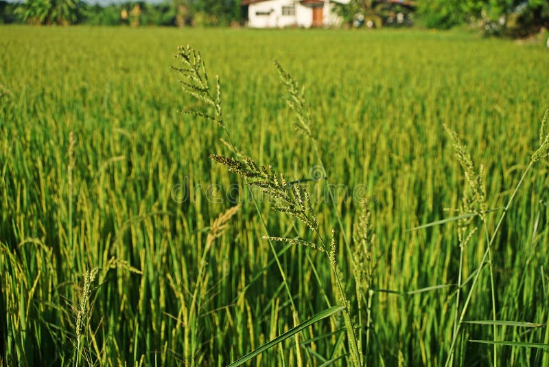 Major Grass Weed in Rice Production Field Stock Photo - Image of ...