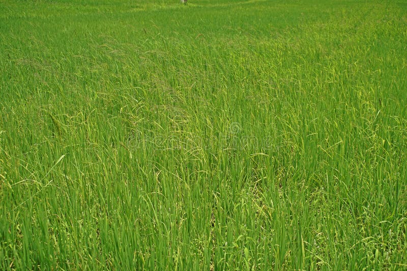 Major Grass Weed in Rice Production Field Stock Image - Image of asia ...