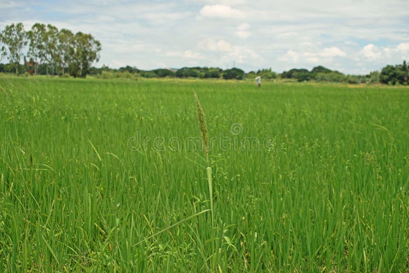 Major Grass Weed in Rice Production Field Stock Photo - Image of ...