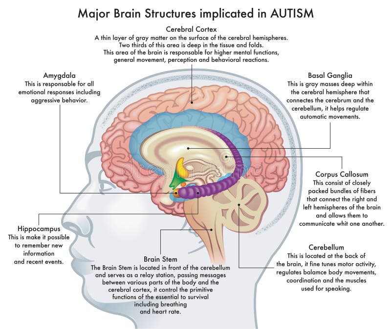 Major Human Brain Structures Implicated in Autism Stock Vector ...