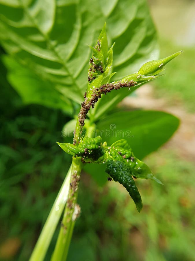 Aphid Insect Injure on Peanut Leaf in Viet Nam. Stock Photo - Image of ...