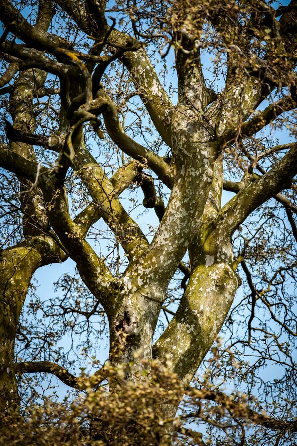 Major Limbs on a Mature Tree Stock Image - Image of mature, large: 71091225