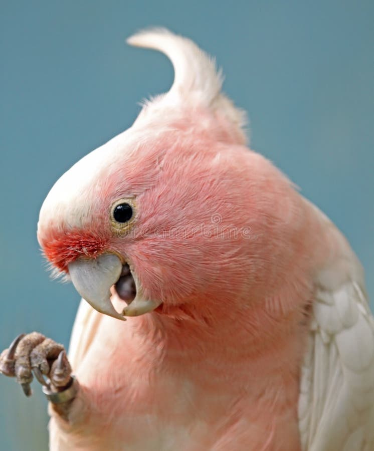 Major Mitchell Cockatoo stock image. Image of yellow - 32997169