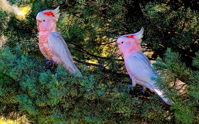 Major Mitchell Bird& X27;sh in a Pine Tree in Cobar Stock Image - Image ...