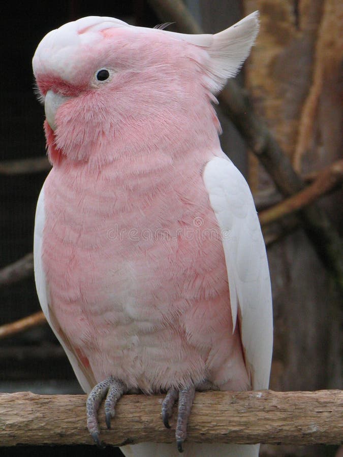 Major Mitchell Cockatoo stock image. Image of bird, male - 144295
