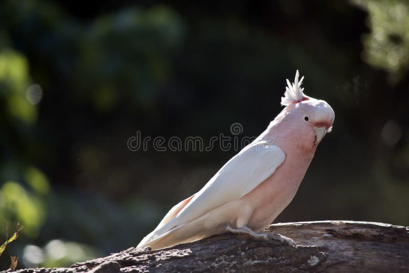Major Mitchell cockatoo stock image. Image of feathers - 124519339