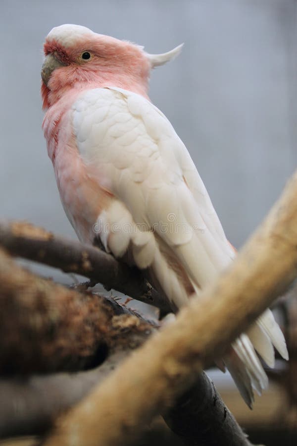 Major Mitchell Cockatoo stock image. Image of yellow - 32997169