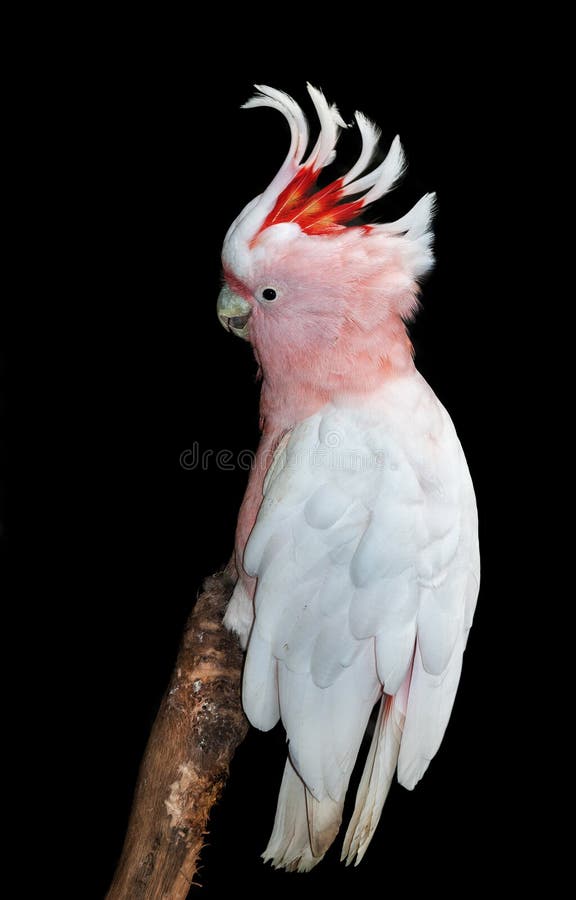 Major mitchell parrot stock image. Image of ring, head - 45362513