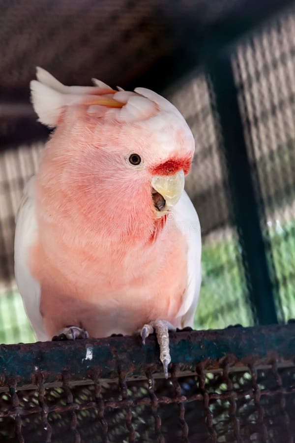Major Mitchells Cockatoo stock image. Image of major, parrot - 5394011