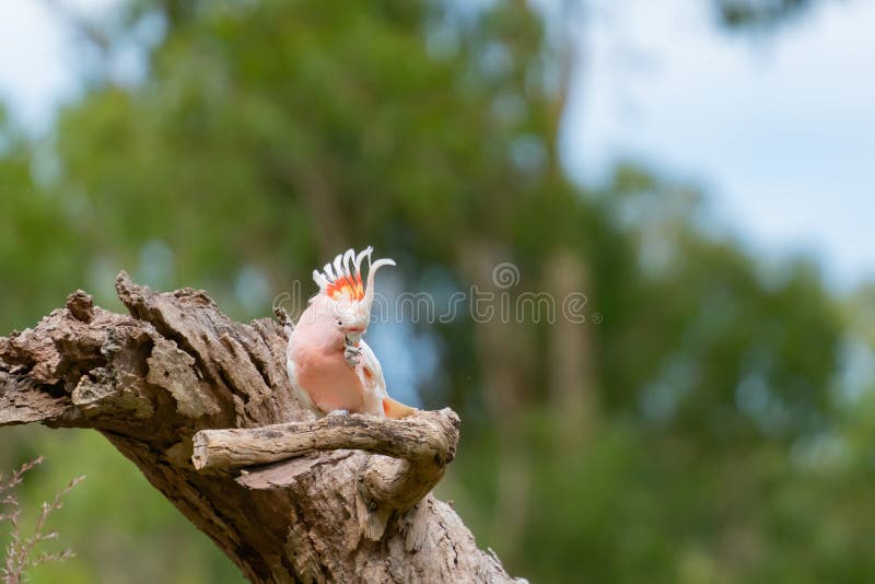 Major Mitchell`s cockatoo stock image. Image of nautical - 178372943