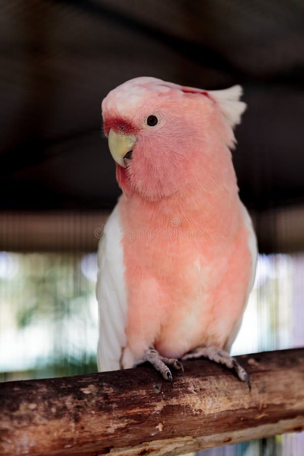 Major Mitchells Cockatoo Stock Photos - Free & Royalty-Free Stock ...
