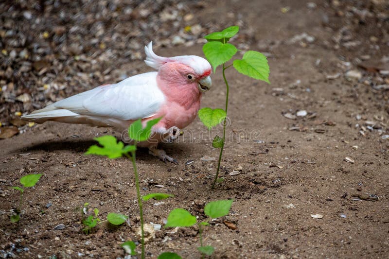 Major Mitchell S Cockatoo is Resting on Ground. Stock Photo - Image of ...