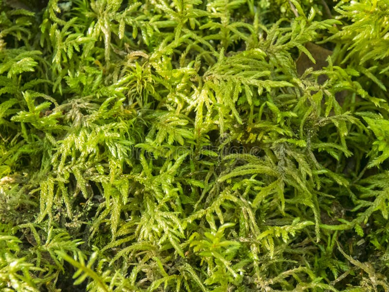 Major Moss, Fresh and Green Stock Image - Image of clear, freshness ...