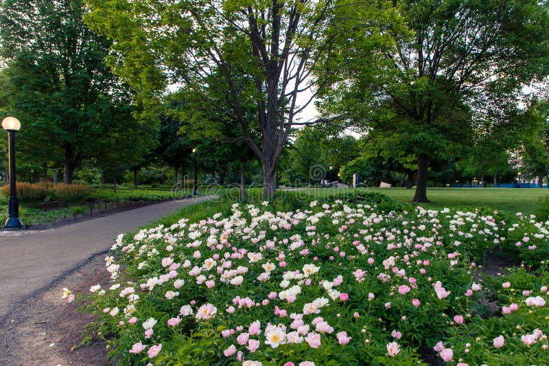 Major's Hill Park Blooming Peonies Downtown Ottawa Canada Spring Stock ...
