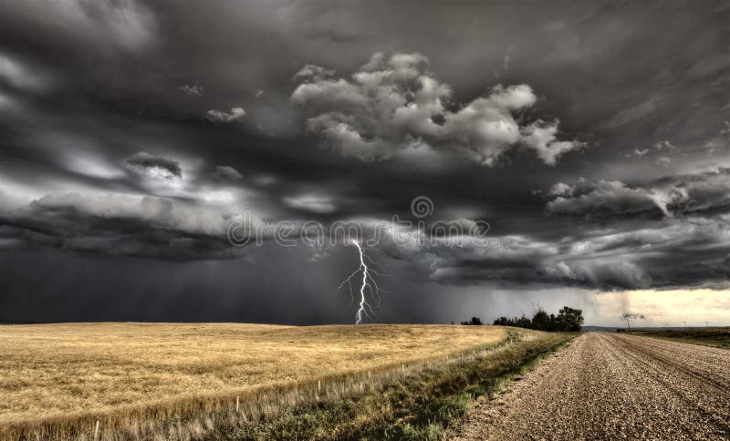 Herd of Cows Bracing Together in a Field for the Lightning Tornado ...