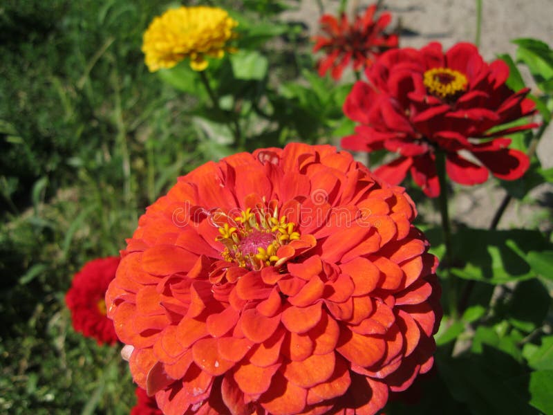 Major stock photo. Image of shrub, petal, leaf, garden - 248887134
