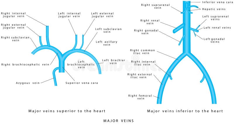 Major Blood Vessels For Central Line Insertion Stock Illustration ...