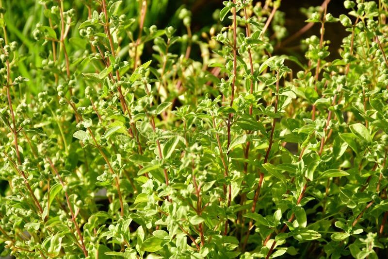 Majoram in Morning Sun in a German Garden Stock Image - Image of ...