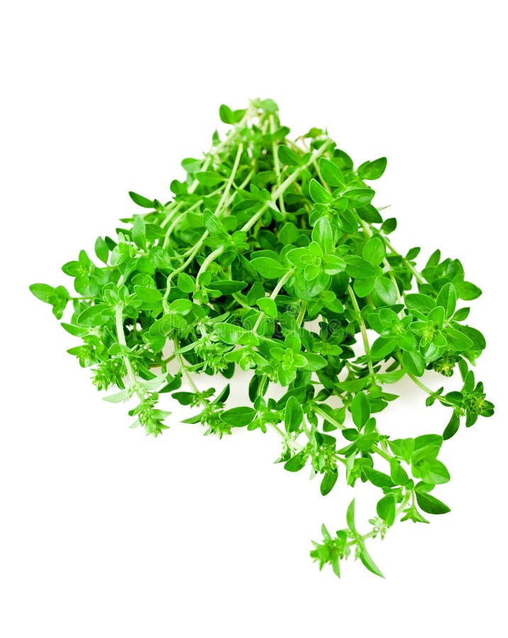Frischer Majoran stockfoto. Bild von bestandteil, oregano - 29892404