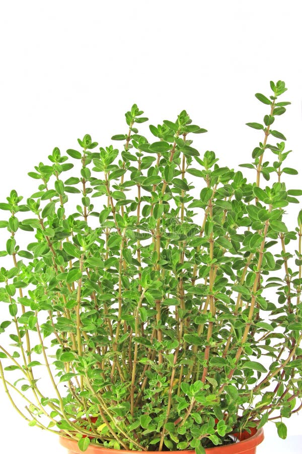 Majoran (Origanum Majorana) Stockbild - Bild von blumen, aromatisch ...