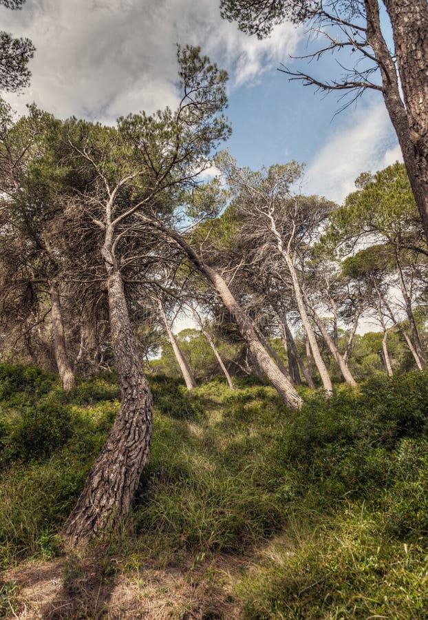 Majorca Countryside stock photo. Image of wildlife, muro - 31583918