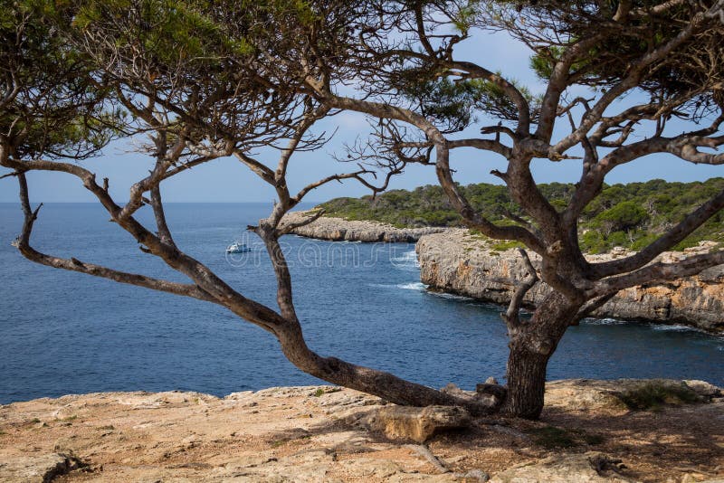 Majorque, Espagne ; Le 17 Mars 2018 : Crique Et Arbre De Pi Photo stock ...