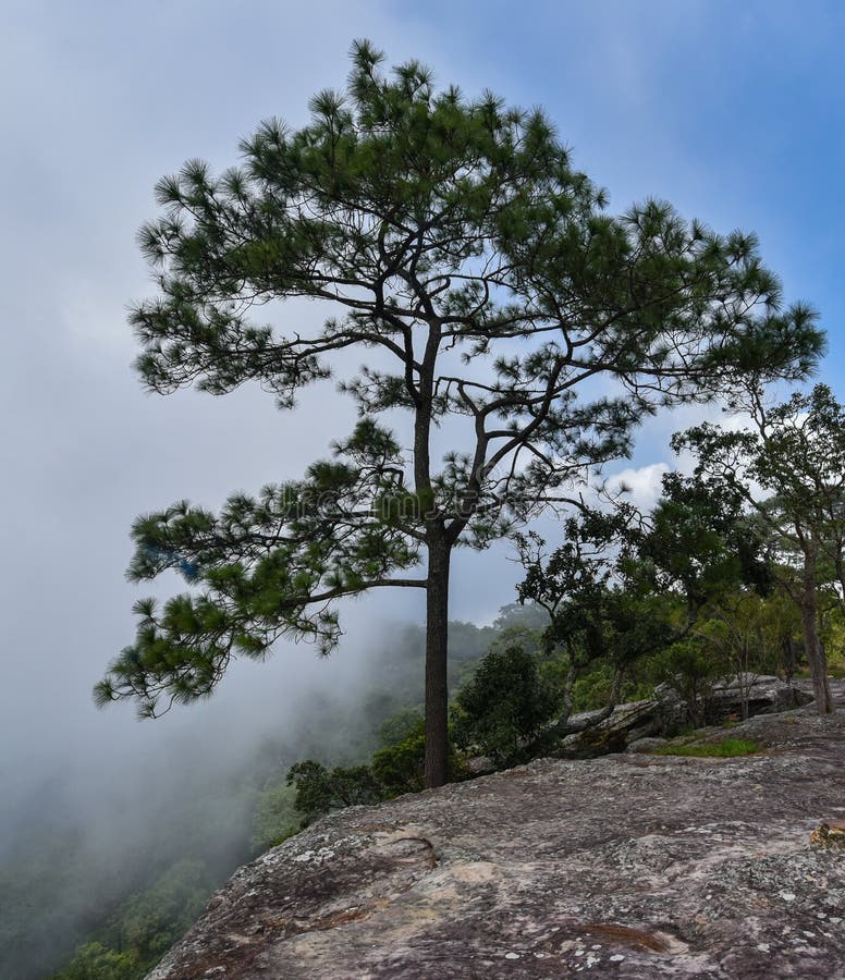 168 Dook Stock Photos - Free & Royalty-Free Stock Photos from Dreamstime