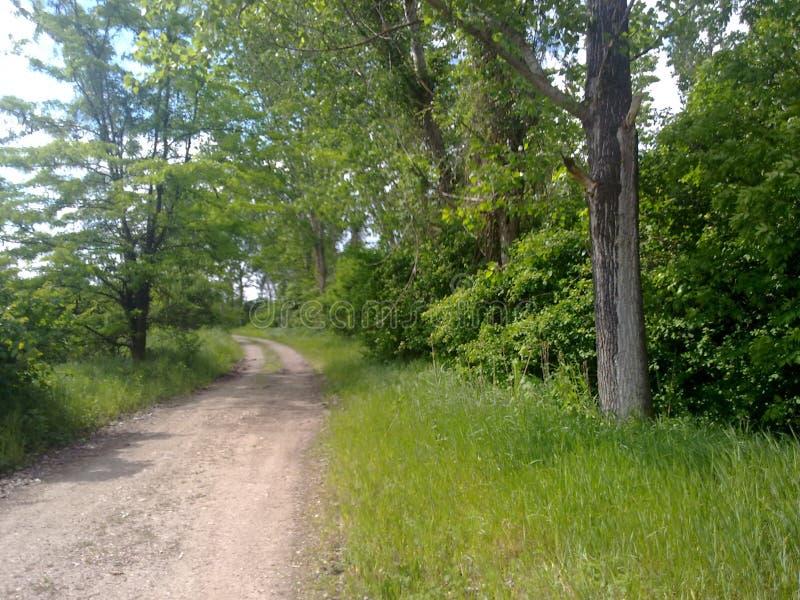 Makadam nut stock image. Image of food, nuts, hand, makadam - 44477179