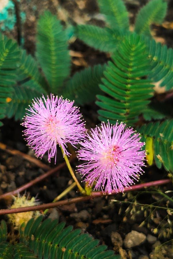 Makahiya plant flower stock image. Image of leaf, leaves - 350589057