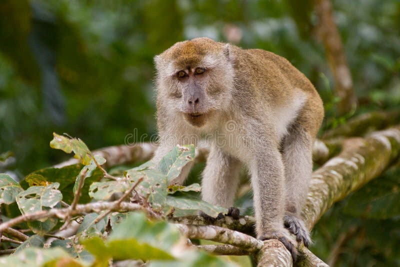 Makak obraz stock. Obraz złożonej z ogon, azjatycki, drzewo - 24327441
