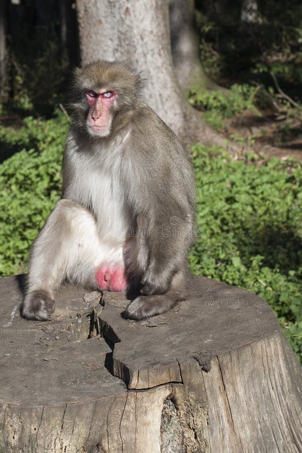 315 Monkey Sunbathing Stock Photos - Free & Royalty-Free Stock Photos ...