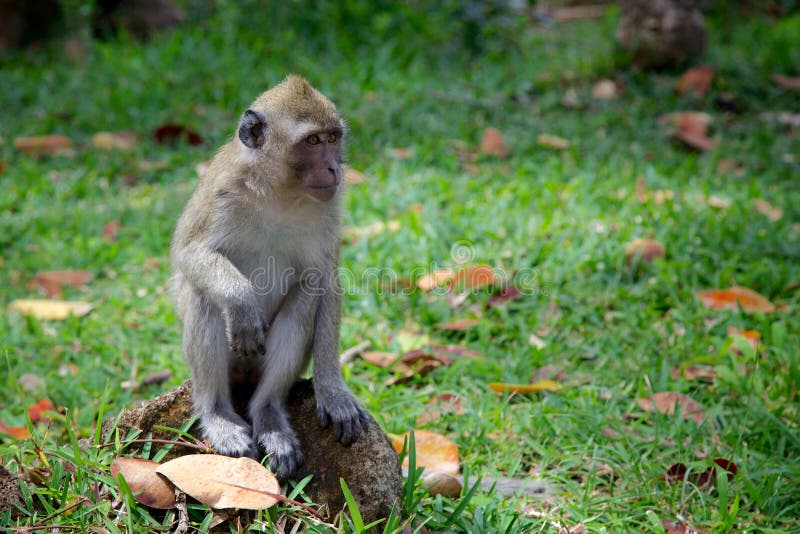 Makak w Mauritius zdjęcie stock. Image of szampan, afryka - 45519986
