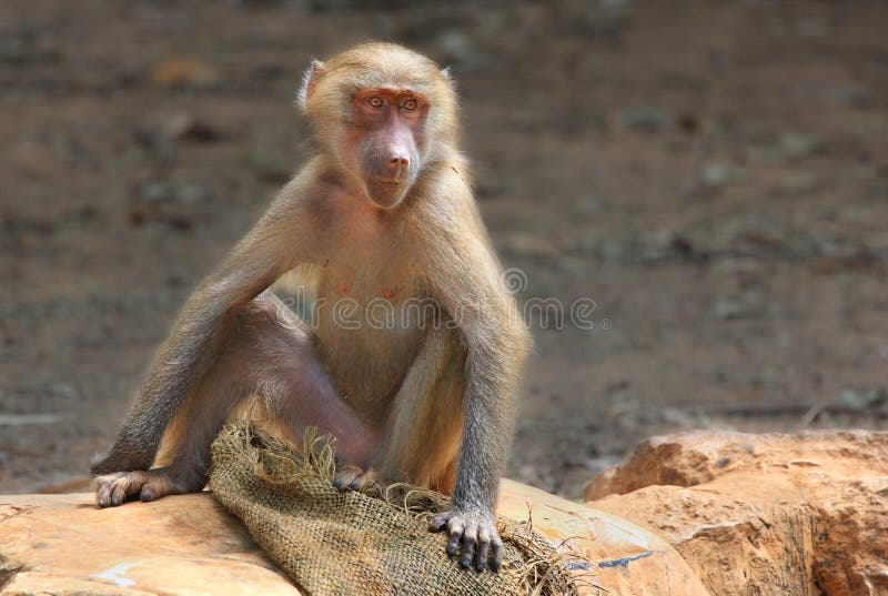 5,232 Makaka Zdjęcia - Bezpłatne i z licenncją Royalty-Free Zdjęcia od ...