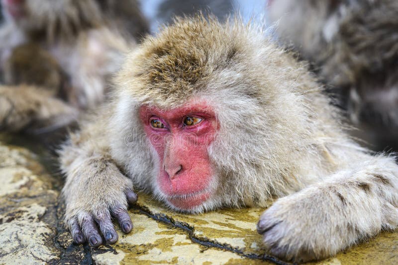 Japońscy makaki zdjęcie stock. Obraz złożonej z japończycy - 31336038