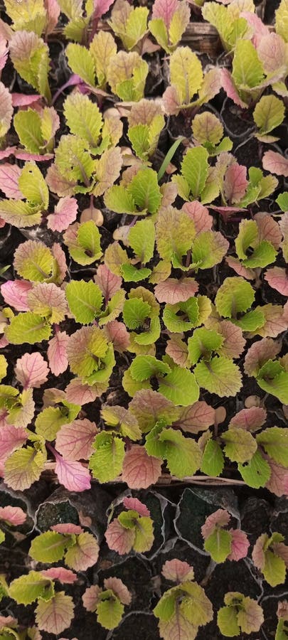 Makarot mustard seed stock image. Image of flower, nature - 266776773