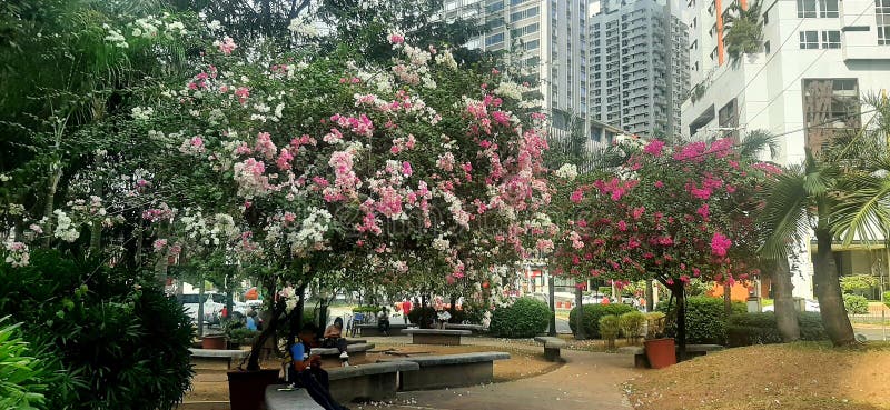 Makati Central Post Office Park in Full Bloom Editorial Stock Image ...