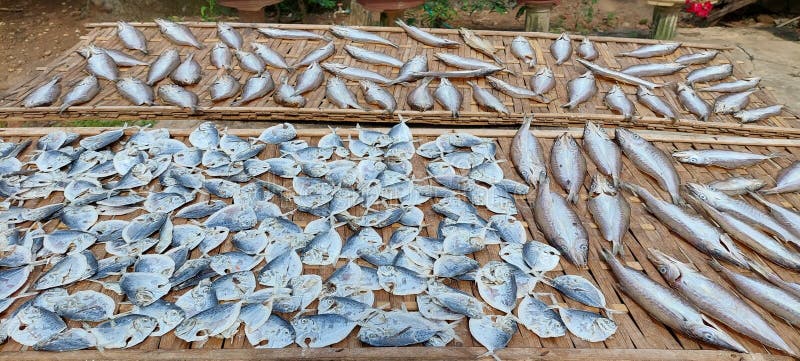 Make dried salted fish stock photo. Image of soil, tree - 255993274